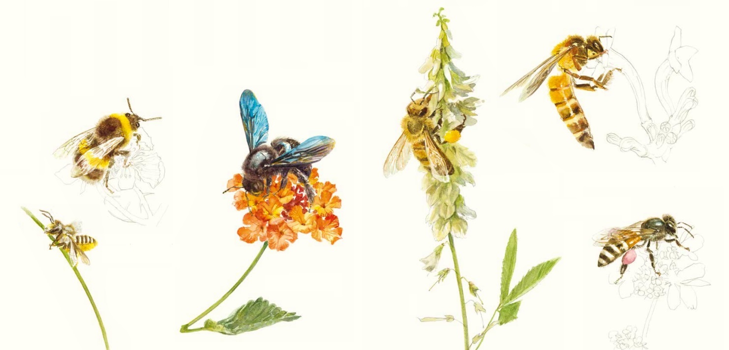 Nel regno d’oro delle api | Topipittori